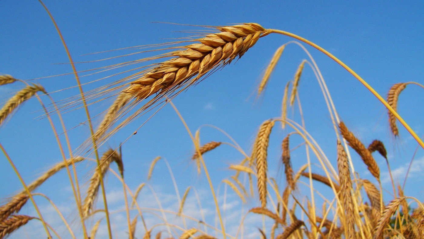 Ficha Técnica: Centeio - Artigos - 3tres3, A página do porco