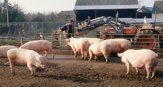 MSA: Apoio aos operadores e empregadores da fileira suinícola francesa ...