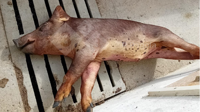 Intoxicação com alcalóides da pirrolizidina em porcos de engorda ...